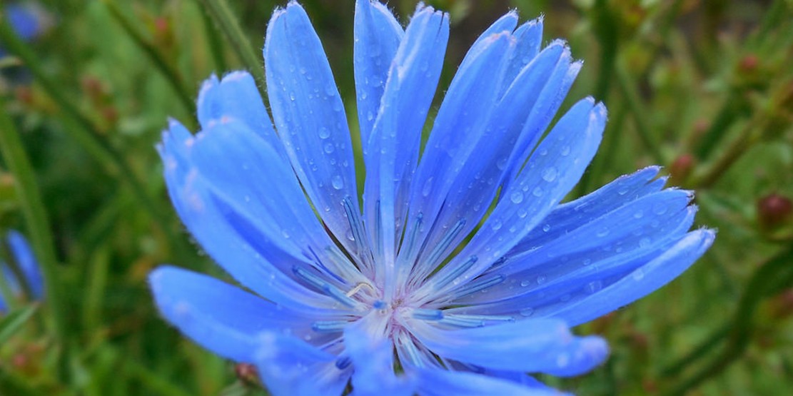 Cikorija - čisti i jača želudac, jetru, bubrege, slezinu, popravlja ...