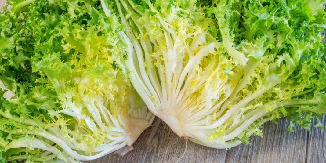 Endivija poboljšava vid, reguliše krvni pritisak, štiti od bolesti ...