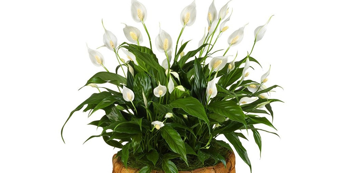 Spatifilum – biljka koja donosi ženama sreću - Ordinacija.tv