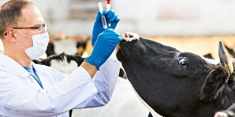 Bruceloza kod ljudi – zaštita, simptomi, lečenje - Ordinacija.tv