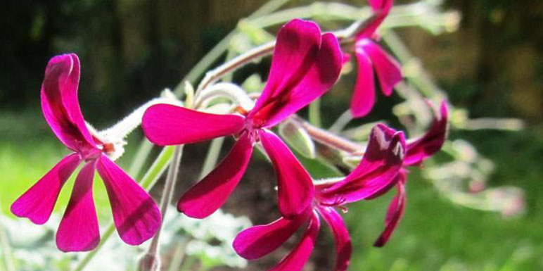 Južnoafrička muškatla: Za ublažavanje prehlade, bronhitisa, tonzilitisa ...