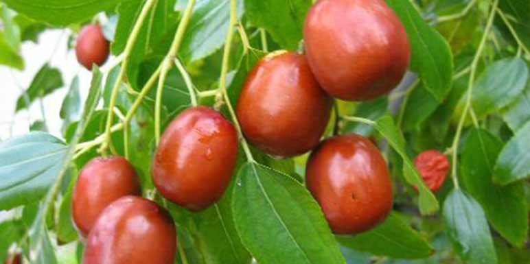 Kineska urma kao lek za srce, jetru, bubrege, bešiku, pritisak ...