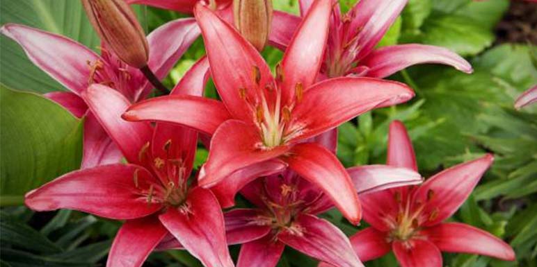 Ljiljan: Simbol dobrote, sreće, besmrtnosti, spasenja, nade, vere ...