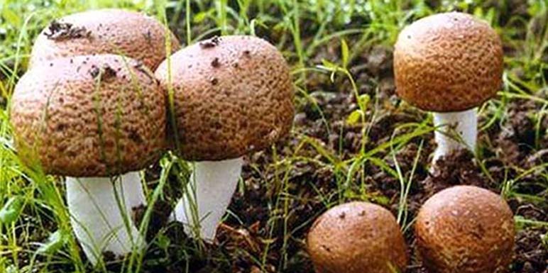 Agarik blazei: Gljiva koja može da spreči pojavu raka - Ordinacija.tv