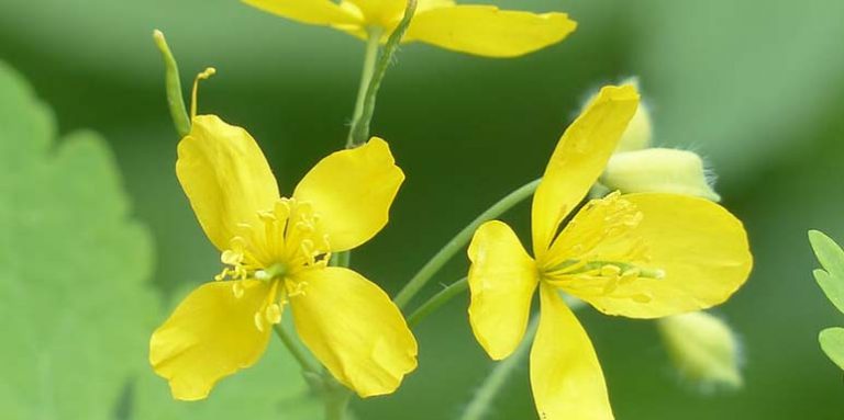 Biljka rusa, rosopas ili zmijsko mleko pomaže kod: Katarakte, psorijaze ...