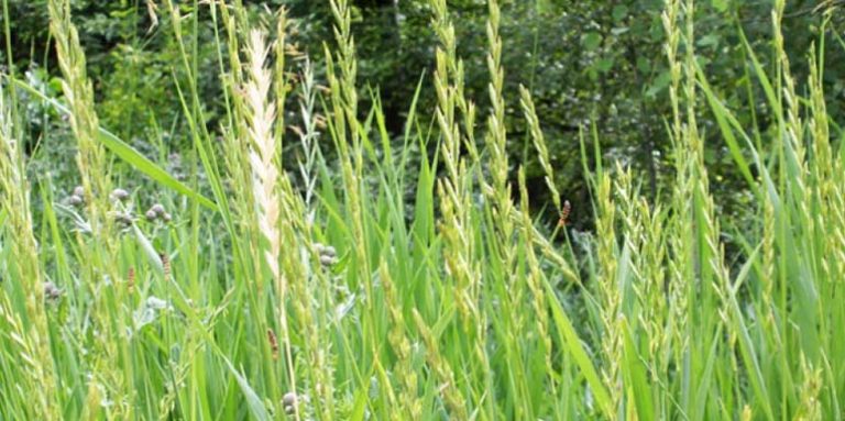 Pirevina: Za lečenje upale mokraćnih puteva, izbacivanje kamenčića iz ...