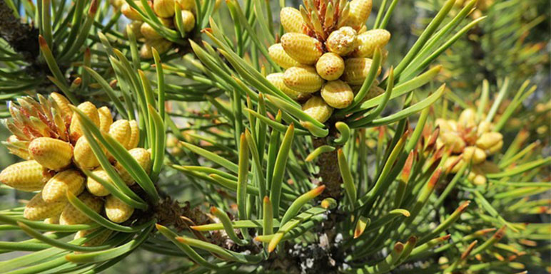 Pinjoli: Pomažu kod jačanja imunog sistema, gojaznosti, visokog ...