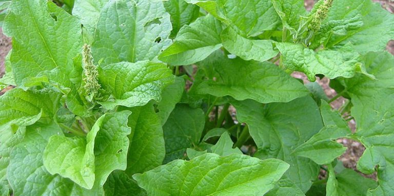 BRAŠNJENIK (divlji spanać): Kod hemoroida, konstipacije, siflisa ...