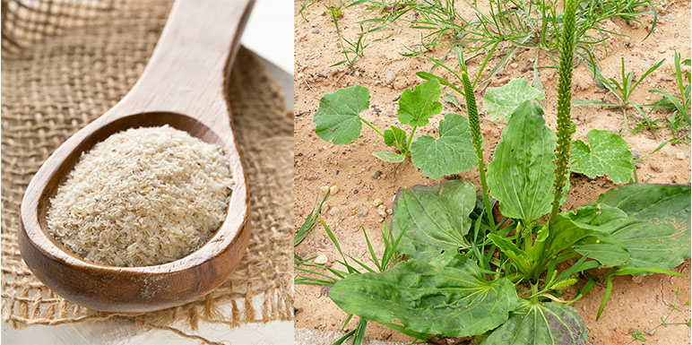 Psilijum- seme indijske bokvice: Najbolji prirodni laksativ, lek za ...