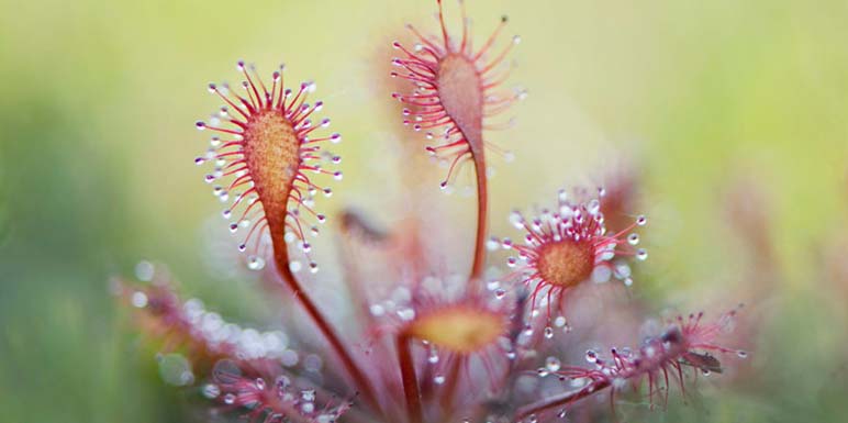 Rosulja: Deluje protiv plućnih bolesti, kašlja, bronhitisa, promuklosti ...