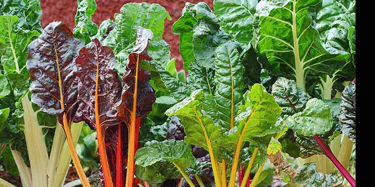 Rabarbara: Biljka za gubitak telesne težine, poboljšanje probave ...