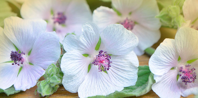 BELI SLEZ: Narodni lek za kašalj, prehlade, probavna i kožna oboljenja ...