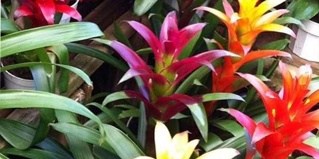 BROMELIJA: Pročišćava vazduh i sprečava HRKANJE - Biljka kao stvorena ...