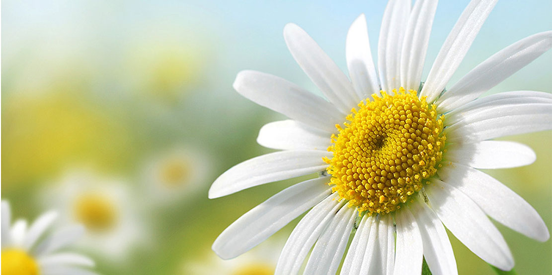 BELA RADA: Protiv bolova u zglobovima, gihta, reume, artritisa ...