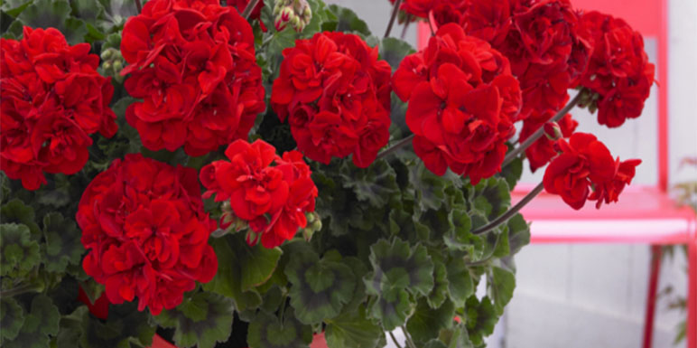 MUŠKATLE će cvetati bogato sve do jeseni uz ove bakine savete (RECEPTI ...