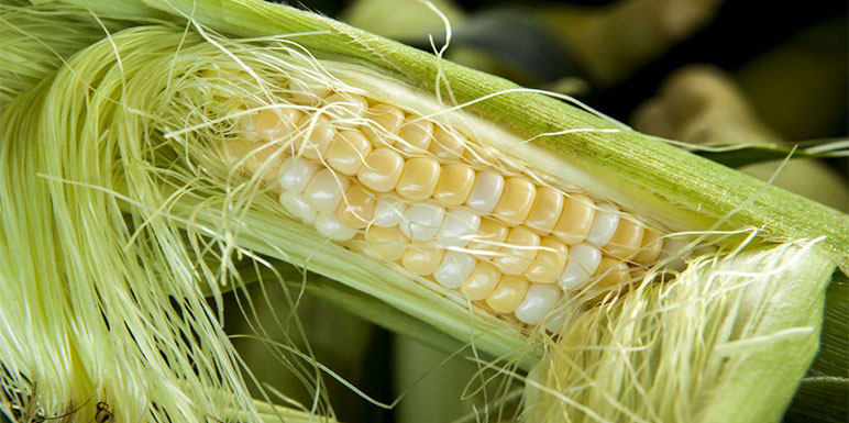 Kukuruzna svila – Lek koji se koristi hiljadama godina za ove bolesti ...
