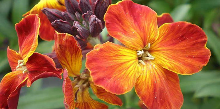 ŠEBOJ u narodnoj medicini - Za hronično zapaljenje jetre, srčane ...