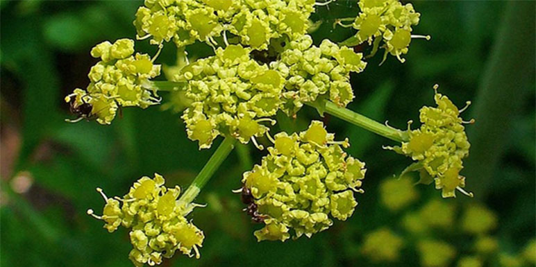 SELEN – Biljka koja leči stomak, grlo, disajne organe, bubrege, reumu ...