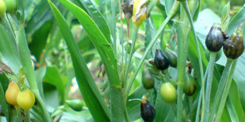 BOGORODIČINE SUZE: Sveta biljka od koje monasi prave brojanice, je lek ...