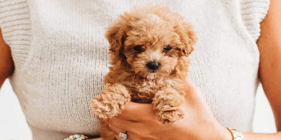 EVO ZAŠTO JE TOY PUDLA IDEALAN KUĆNI PAS - Ordinacija.tv