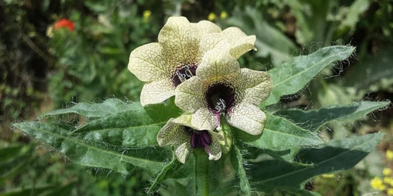 BUNIKA – Pomaže kod drhtanja i krivljenja lica, kočenja mišića ...